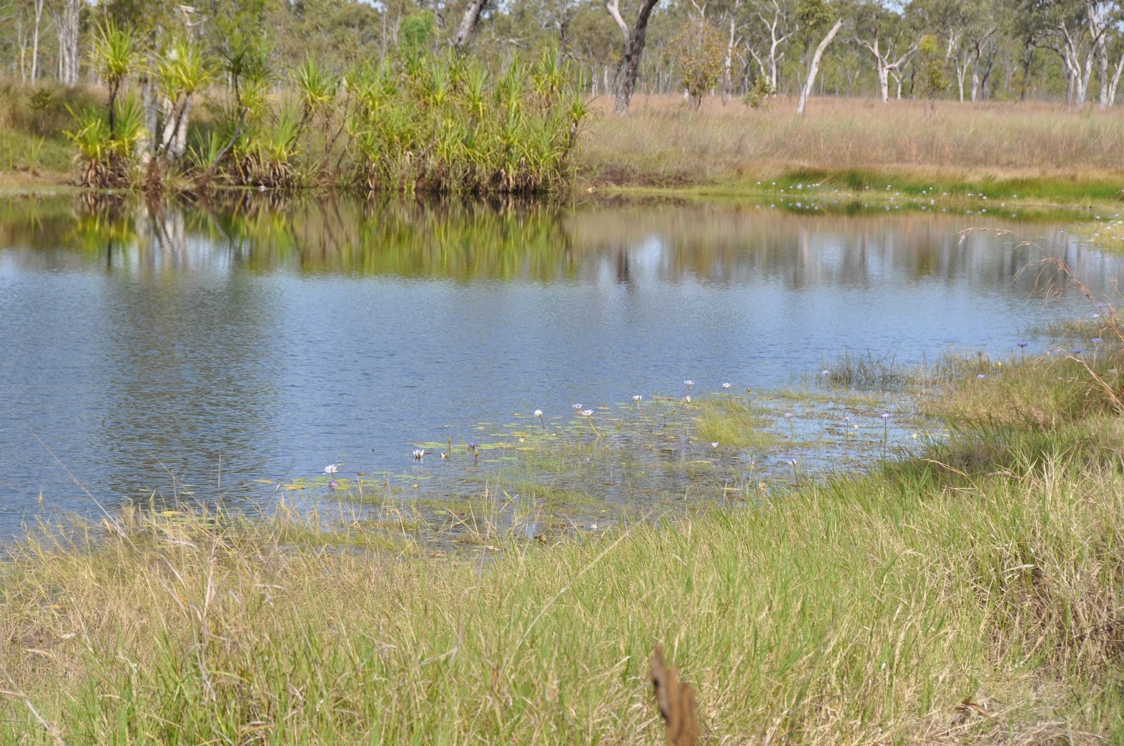 BarbaraTVan: BARBARA'S KIMBERLEY ADVENTURE - THE GIBB RIVER ROAD TO ...