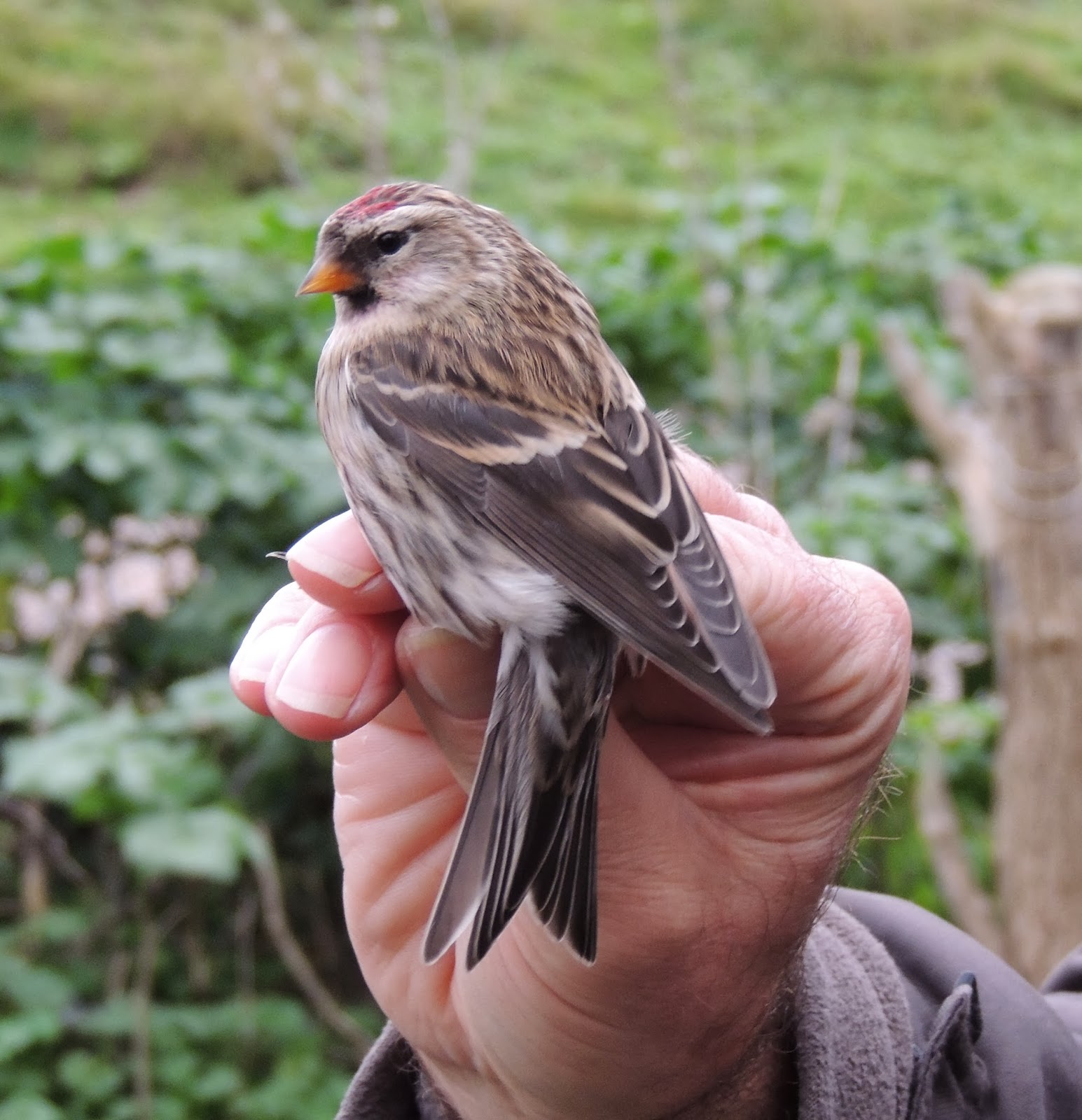 Plovers Blog: Coues`s Arctic Redpoll