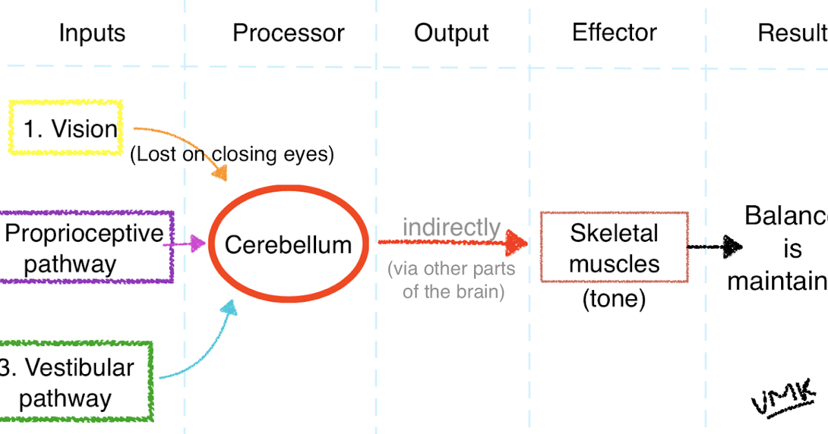 Medicowesome: The Romberg's test does not test cerebellar function
