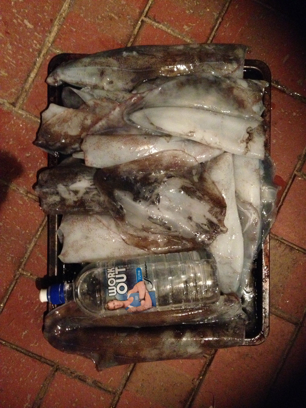 kayak Fishing - Love that yak: Squid Fishing in the Hobie Kayak at Wallaroo