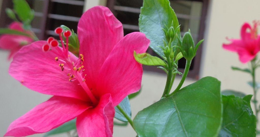7 Important Characters of Malvaceae (Mallow Family) plants | Plant ...