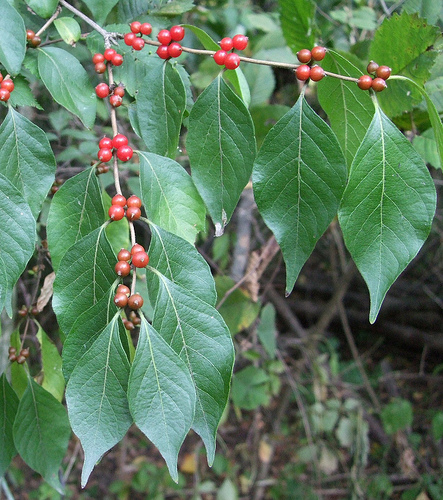 Fruit Seeds of Southern Michigan: Lonicera maackii - Amur Honeysuckle