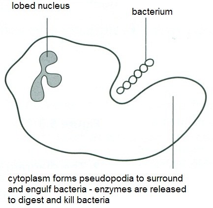 #15 Cell functions | Biology Notes for IGCSE 2014 & 2024