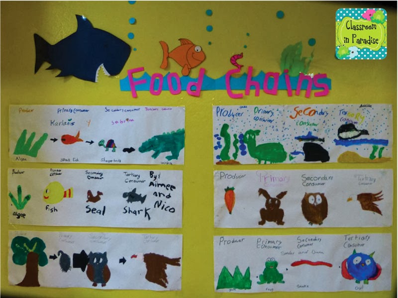 Classroom In Paradise: Art-Science Integration: Food Chains and Food Webs