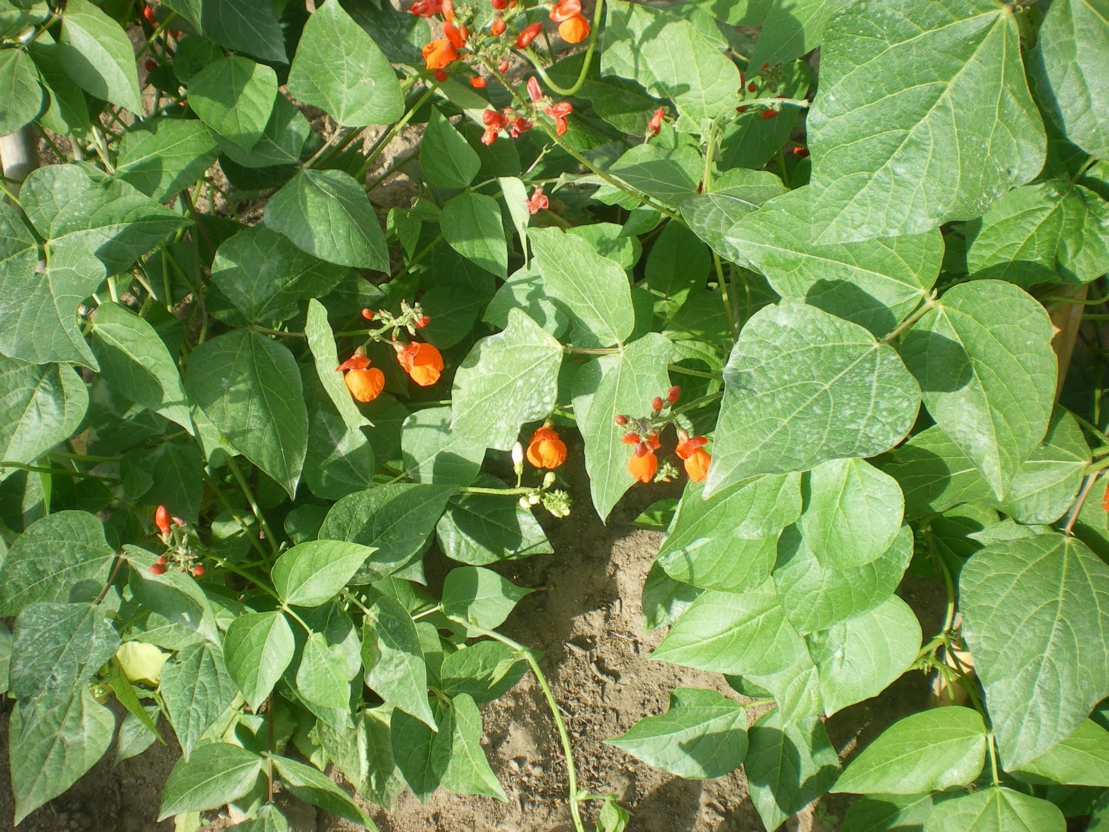 HORTA À PORTA: FEIJOCAS