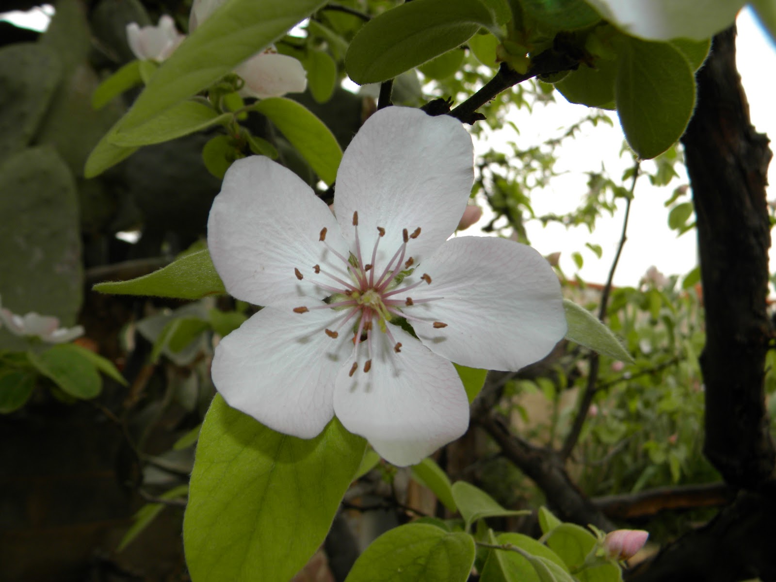 Huerto de Tatay: floracion manzano y membrillohuerto