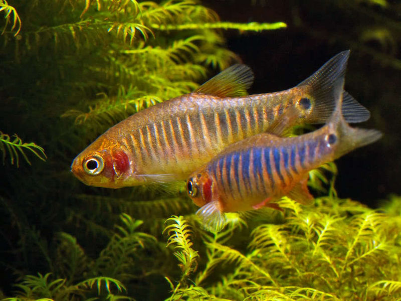 Le Rasbora émeraude (Danio erythromicron)