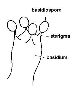 OH93 Independent study on FUNGI: Basidiomycetes