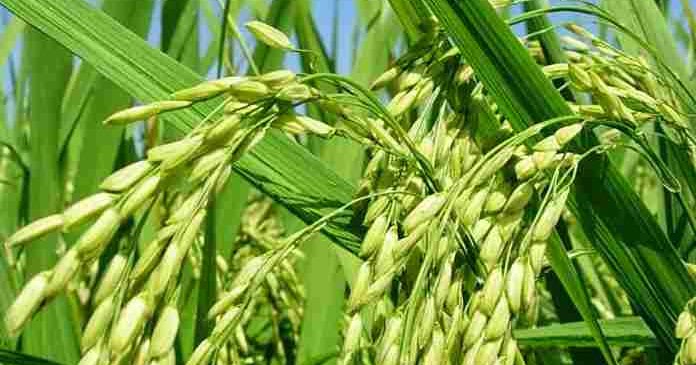 Padi Raksasa, Tinggi Hingga 2 Meter dengan Bulir Banyak - Info Seputar ...