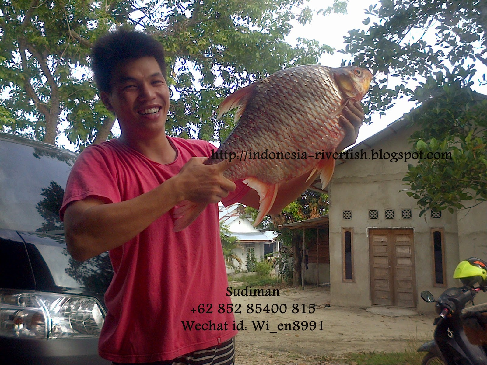 River Fish Supplier, Indonesia