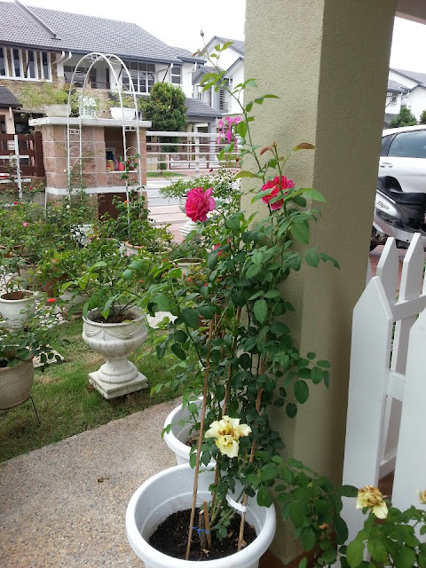 puteri manja: Taman Bunga Ros di ruang kediaman