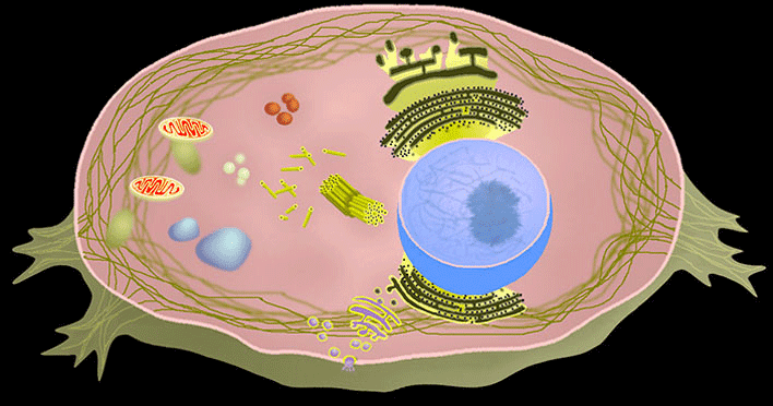 Zoology At MHS: Cells Alive! Interactive Cell