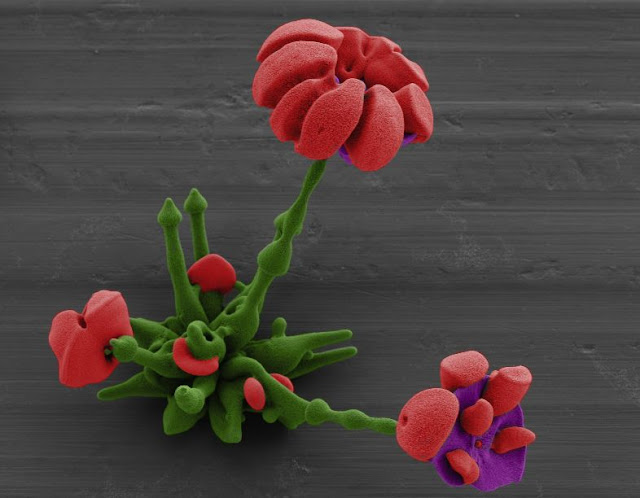 SCIENCE TO SOCIETY: Science is beautiful and fun: Microflower photos