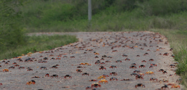 Pix Grove: Red Crab Migration