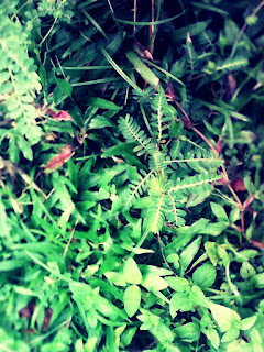 Gambar Daun Meniran Terlengkap | Kumpulan Gambar