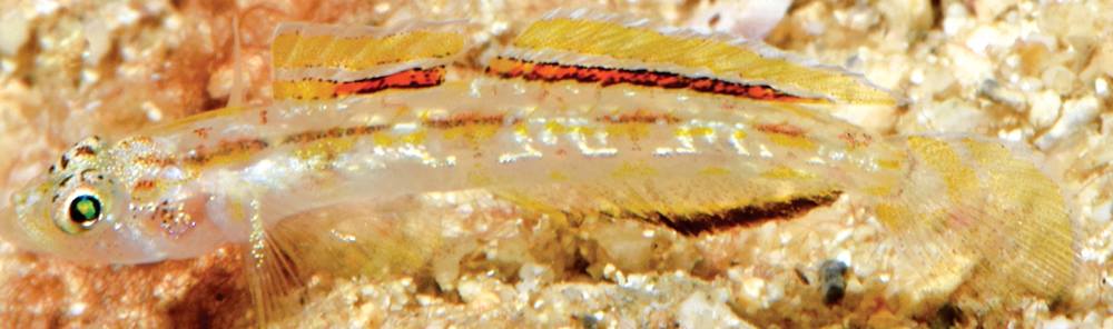 Species New to Science: [Ichthyology • 2017] Five New Species of Marine ...