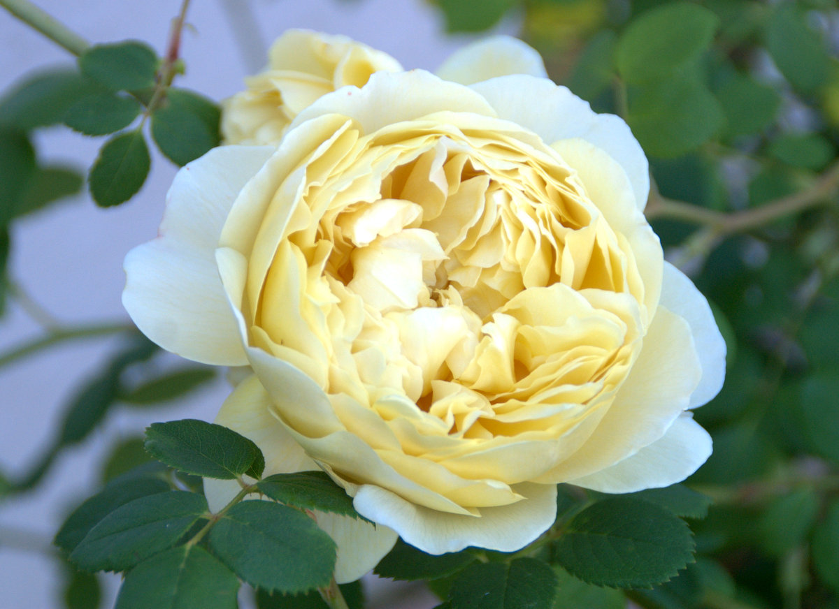 Organic Garden Dreams: May Roses