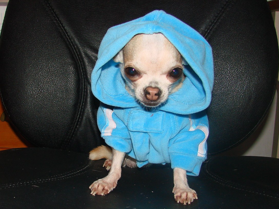 Perro tierno - Imagui