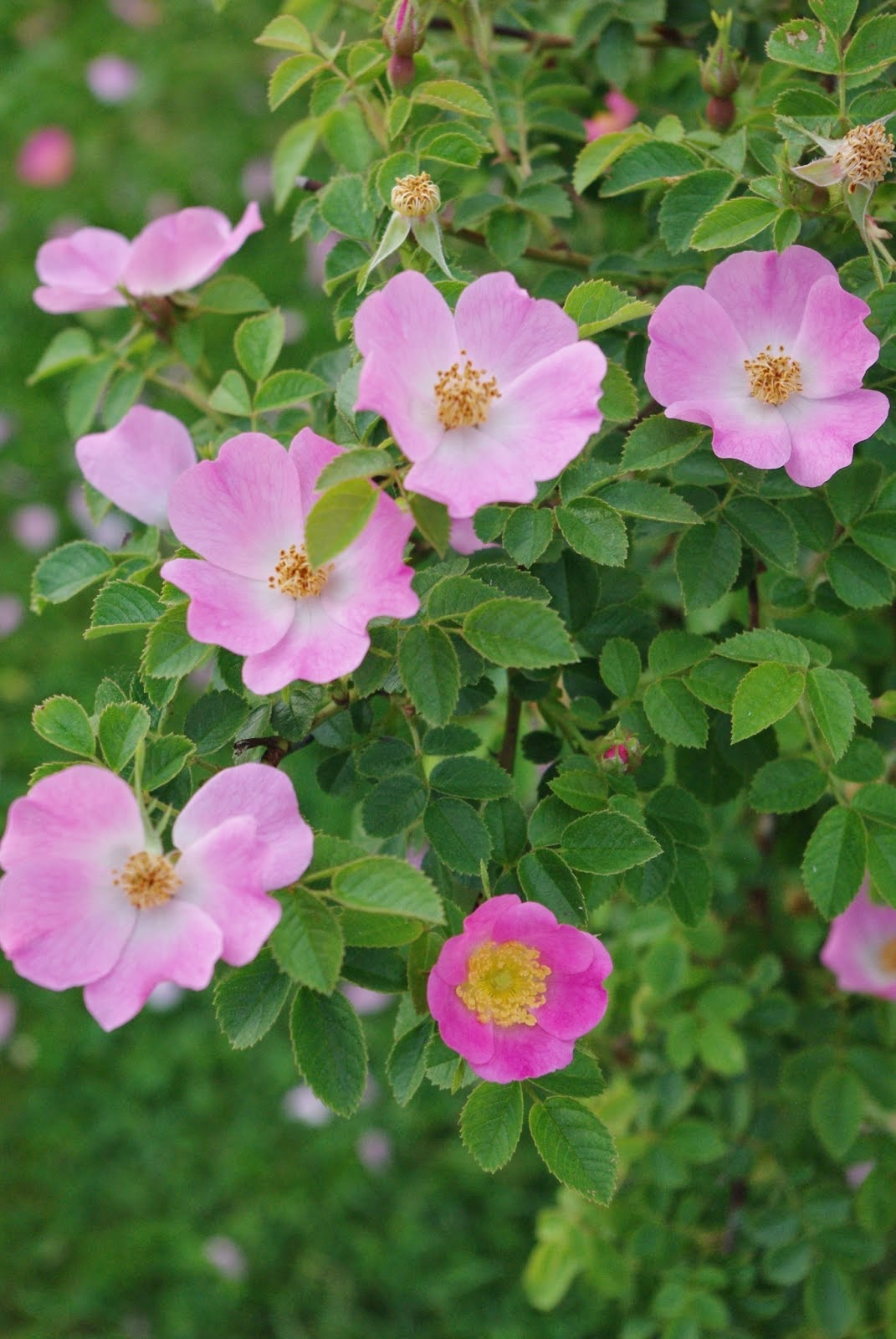 Millefeuilles: Eglantine And The Year in Books (And Giveaway Winners)