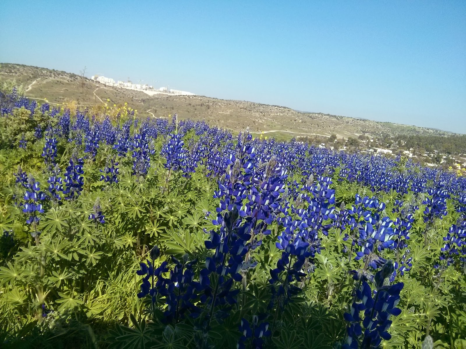 Life in Israel: Tiyul: Tel Soche, Givat HaTurmusin, Lupine Hill