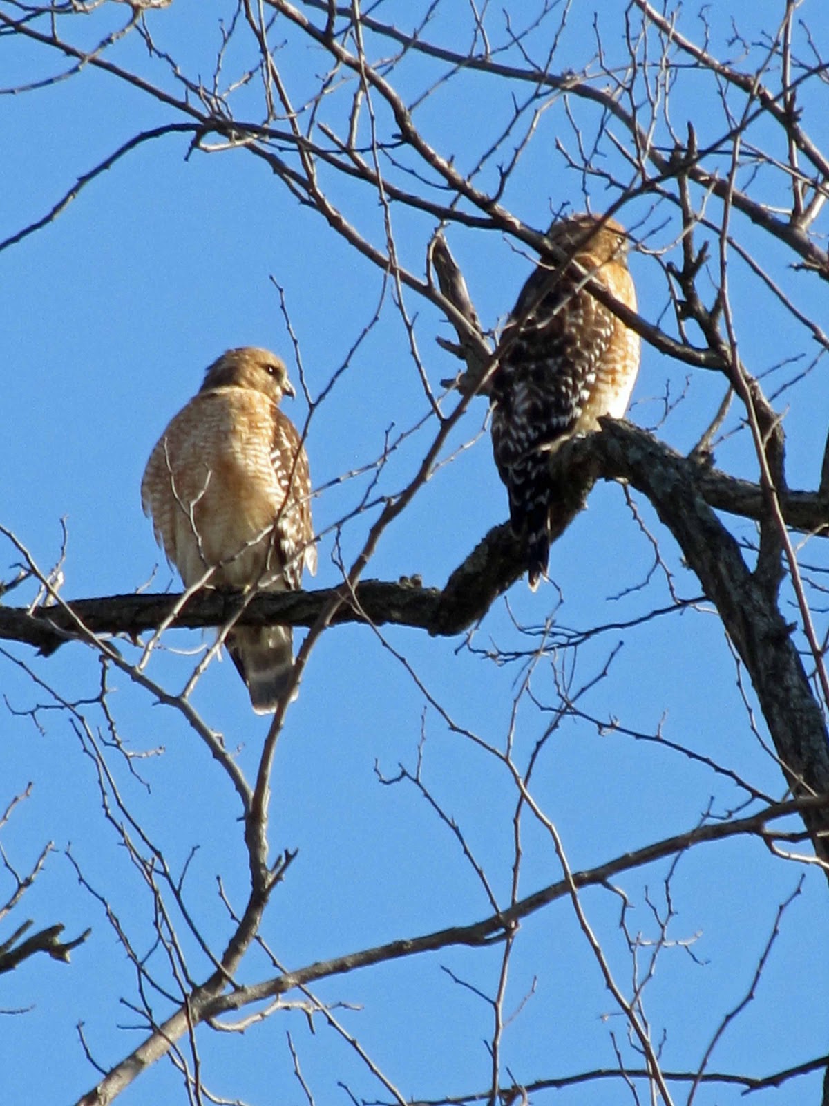 Summit Musings: Wild Bird Wednesday - Hawks in the 'Burbs
