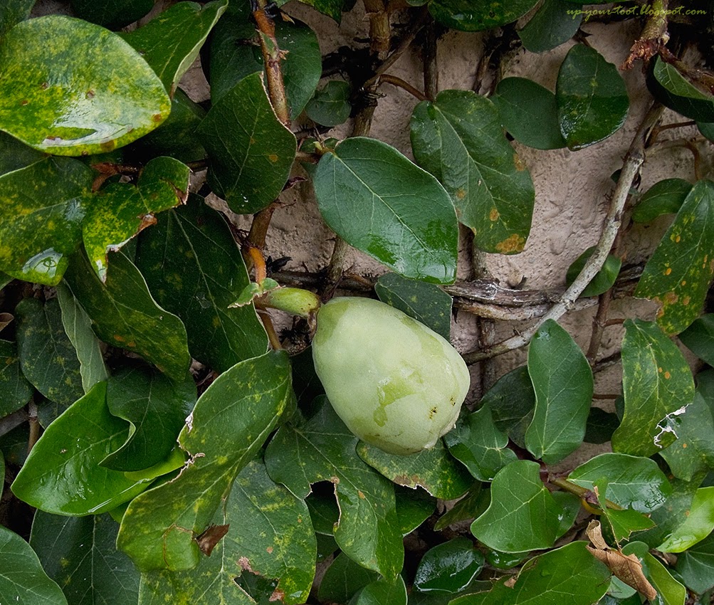 Ficus pumila - Alchetron, The Free Social Encyclopedia