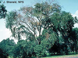 Invasive Species Environmental Impacts: Dutch elm disease