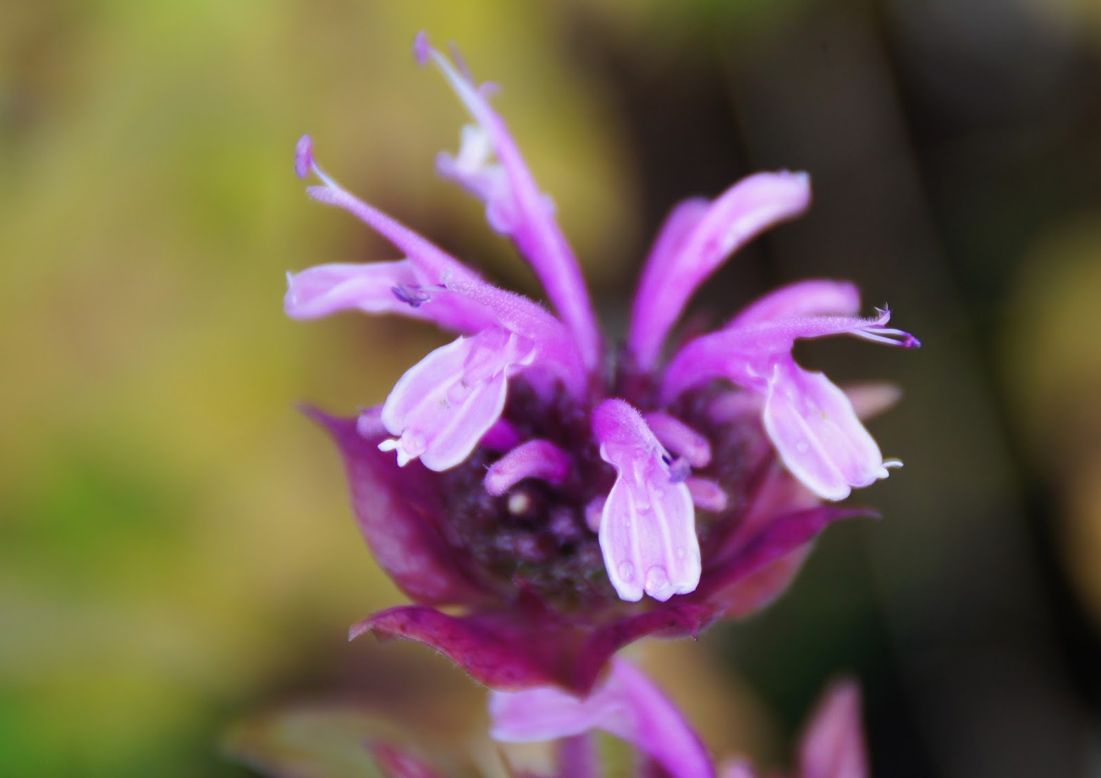 Plant Profile: Monarda