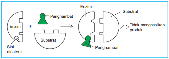 Struktur Enzim dan Mekanisme Kerja Enzim - Biologi Edukasi: Belajar ...