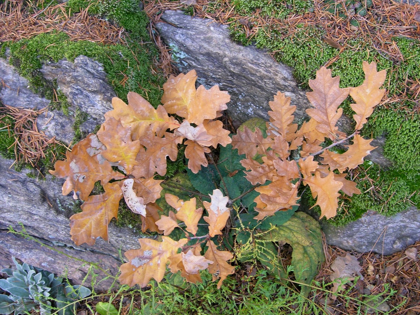 Dědečkova zahrada: Až opadá listí z dubu...