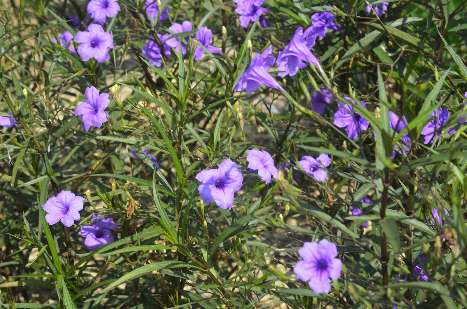 Laman Kambatik Plants list (3rd ed.): Mexican Blue Bells (Ruellia ...