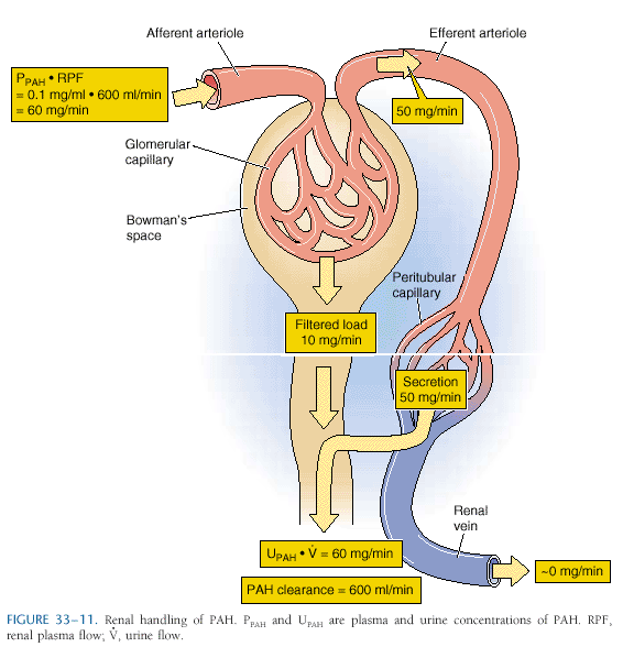 Blog del Internista: Resumenes de Nefrología - Circulación renal