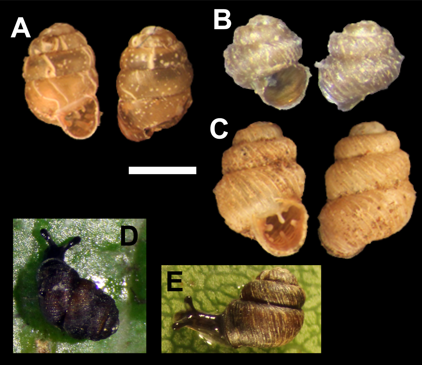 Molluscan Musings: October 2015