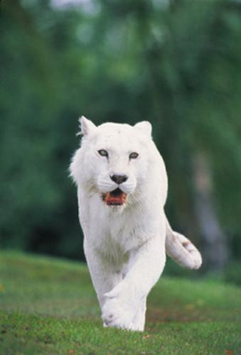 vida salvaje: La pantera blanca y negra.