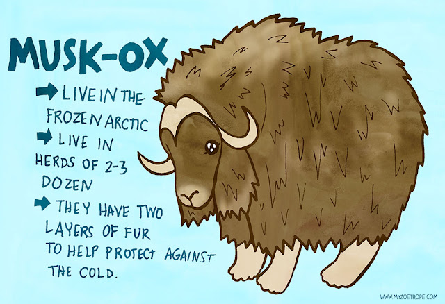 My Zoetrope: 176: Musk-ox