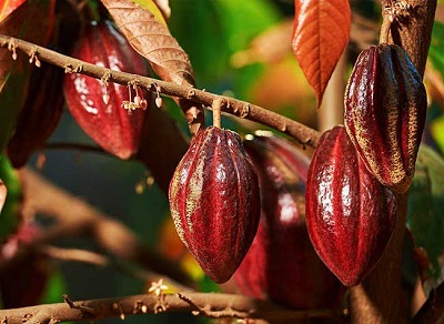 La gourmandise selon Sandrine: « RUBY », l’entremets doux et fruité