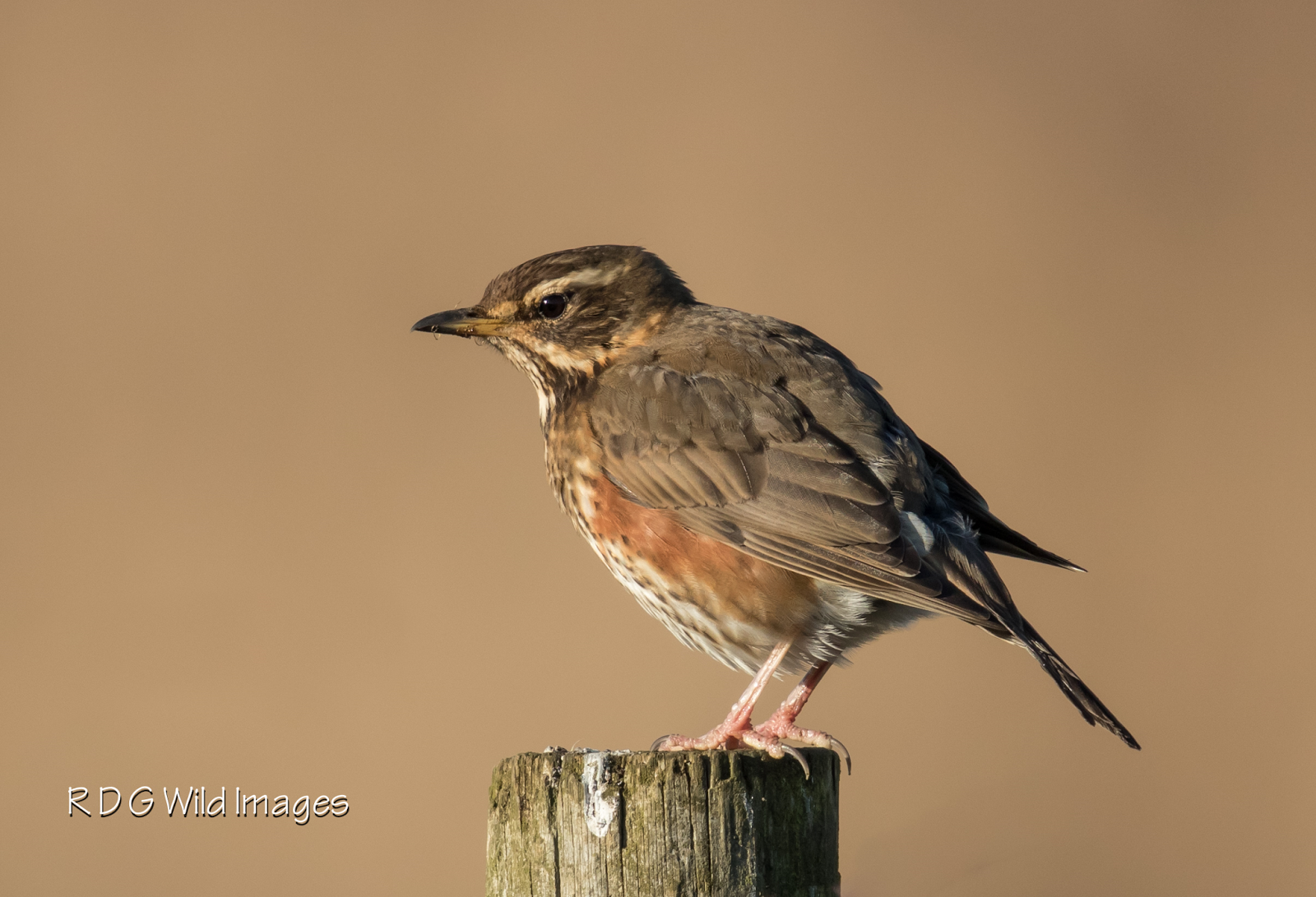 Northamptonshire Birding: January 2017