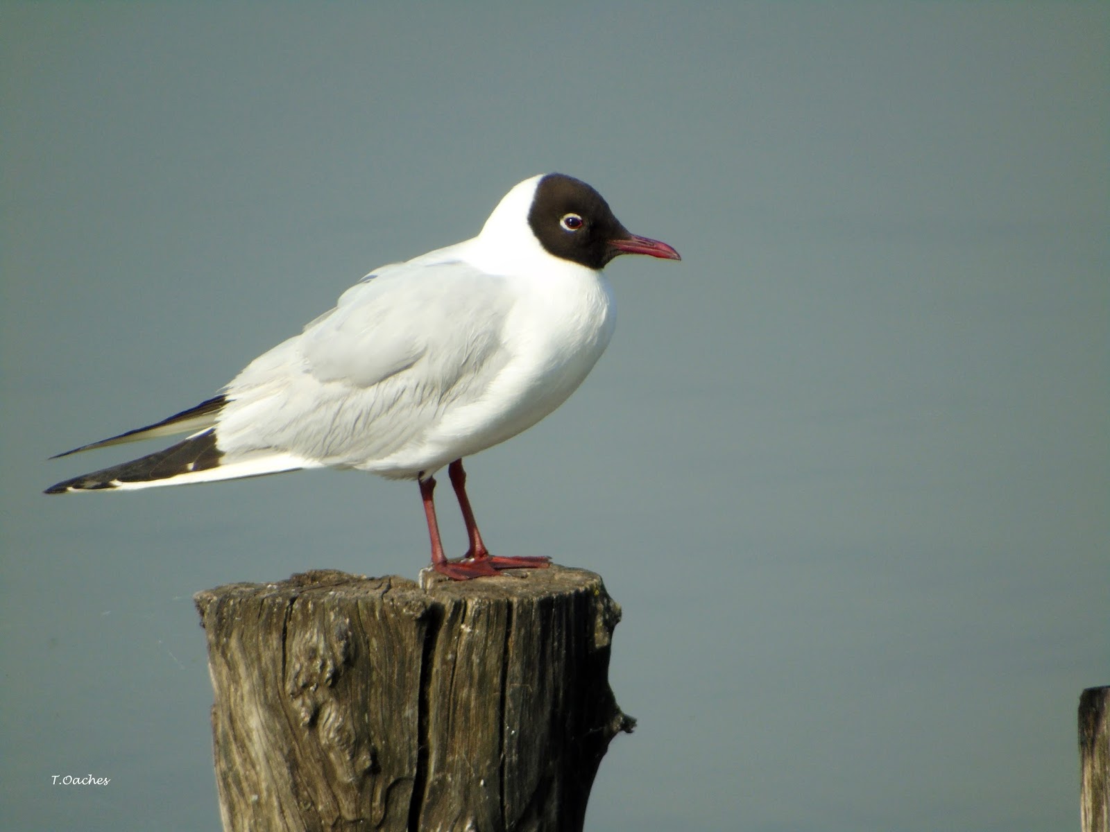 PASARI DIN ROMANIA: PESCARUSUL RAZATOR, Chroicocephalus ridibundus