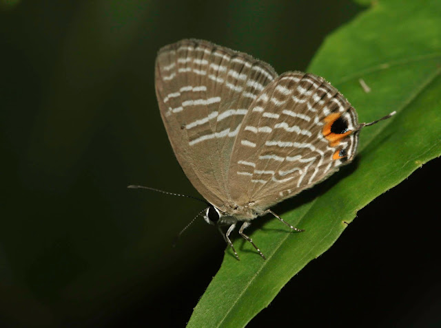 Butterflies of Vietnam: 209. Jamides alecto alocina (The Metallic ...