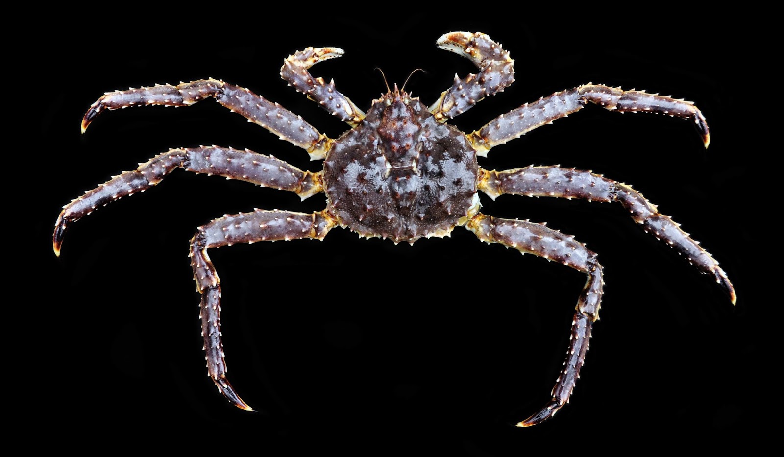 Oppdag Fisk!: Kongekrabbe/Red King Crab/Paralithodes Camtschaticus ...