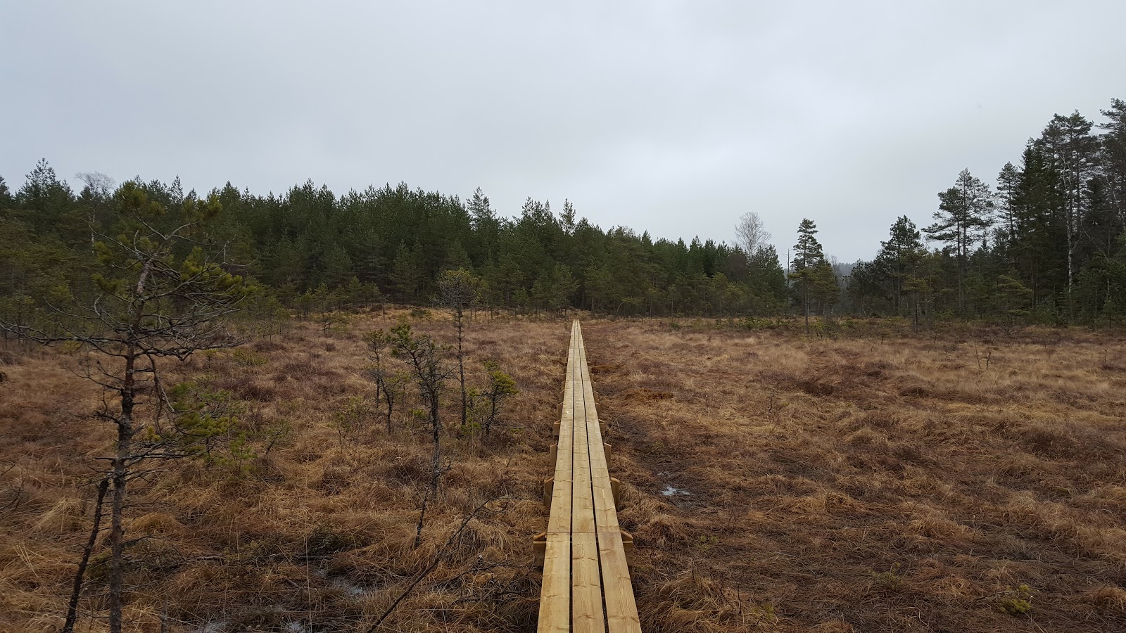 Cesar and The Woods: Cesar's Guide to The Ed Loop