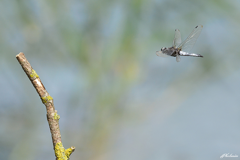 Libellules de France et dAilleurs - DRAGONFLY WORLD: Vol-tige