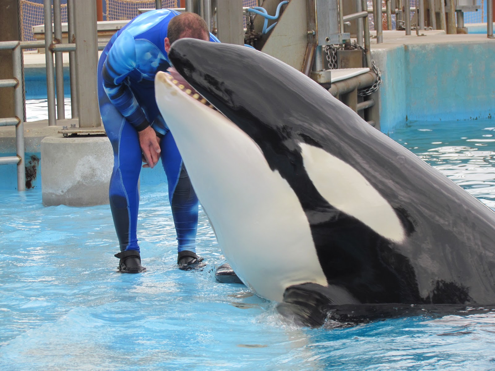 The Nelsons: Sea World - Shamu