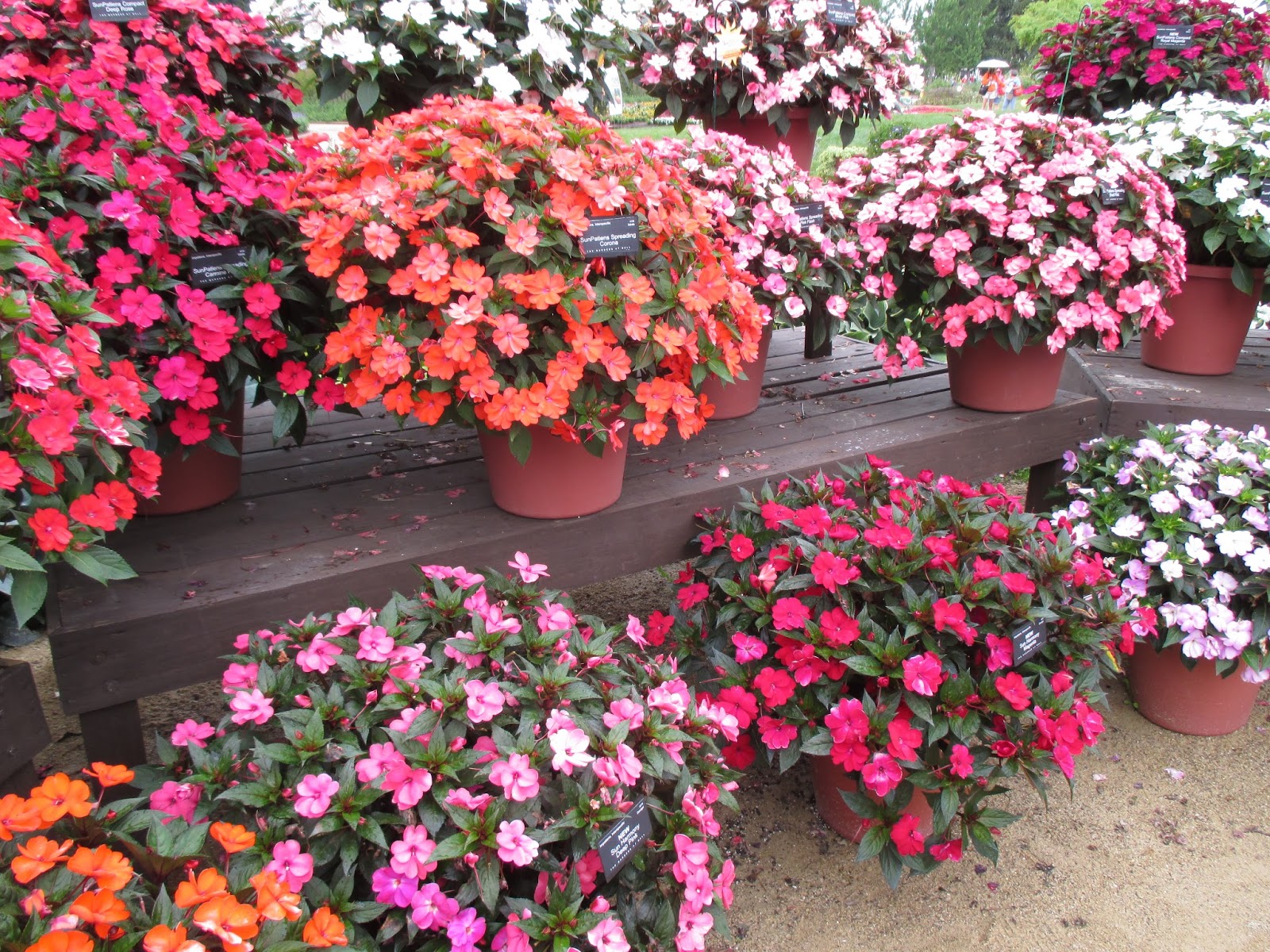 SunPatiens - The Real Deal | Rotary Botanical Gardens