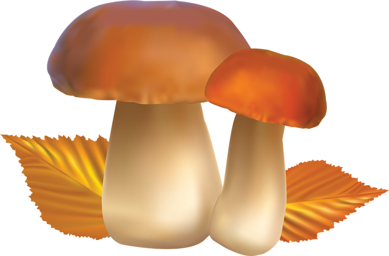 ® Colección de Gifs ®: IMÁGENES DE HONGOS O SETAS