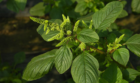 Maleza de Hoja ANCHA ~ Agronutrientes