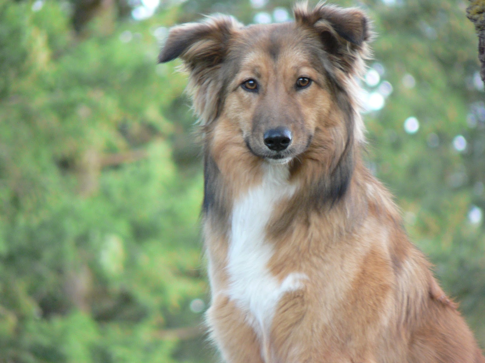 Okanagan Asparagus Farm - Asparagus in Armstrong: The farm dogs