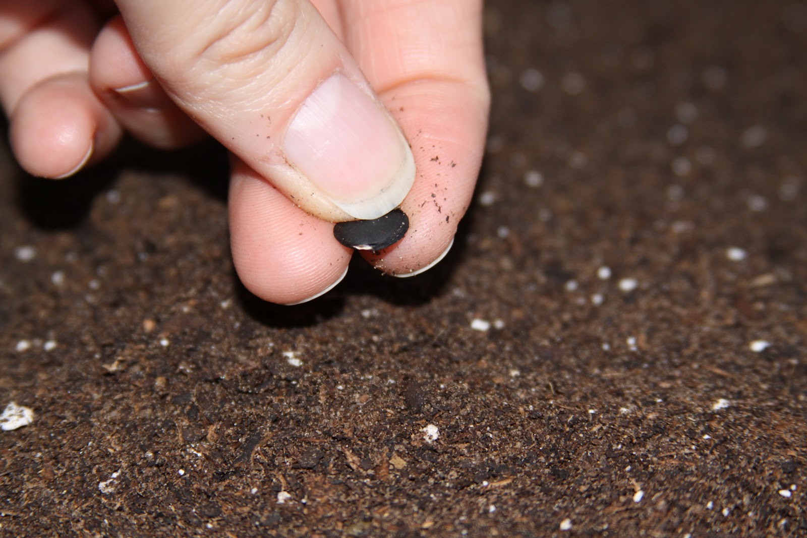 Desert Raven: Joshua Tree- Yucca Brevifolia