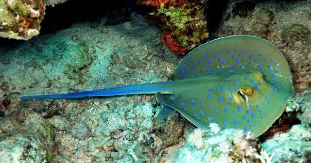 Gambar Ikan Pari dari Jenis Terbaik Beserta Nama Latin dan Inggrisnya ...