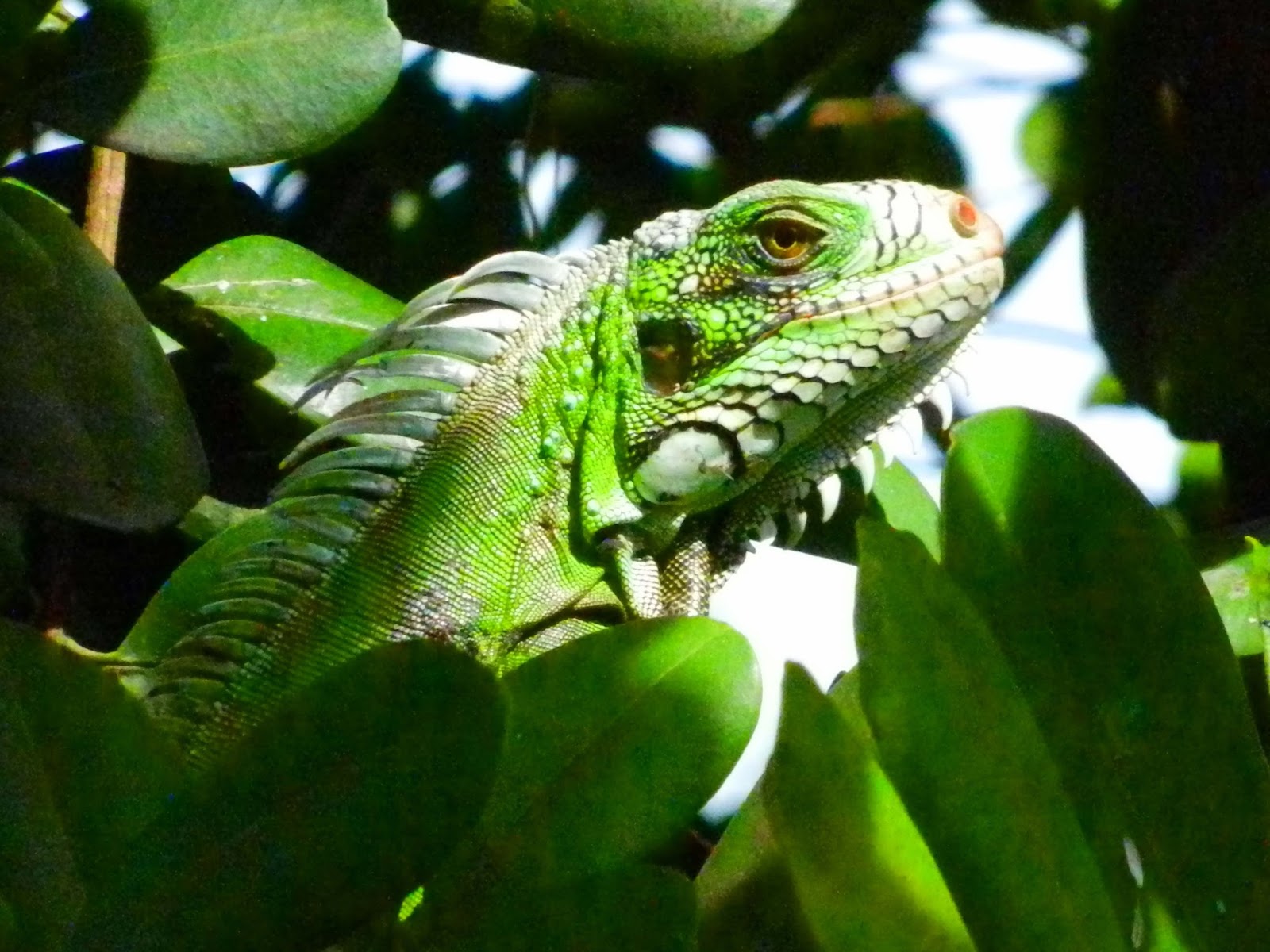 Meet the Lizards of Tobago's Main Ridge